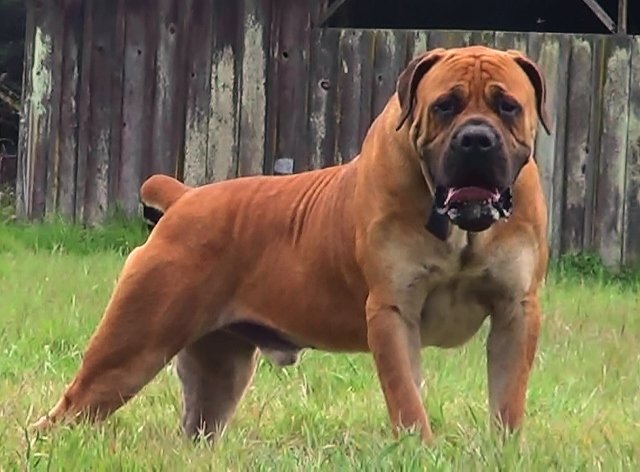Boerboel - GLOBAL GREY NOMADS