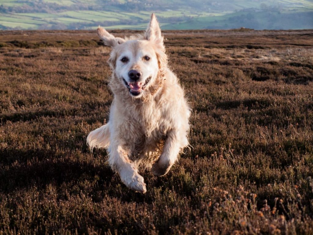 The Secrets of the North York Moors - GLOBAL GREY NOMADS