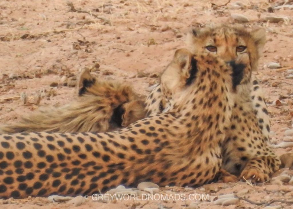 Cheetahs Threatened With Extinction - GLOBAL GREY NOMADS