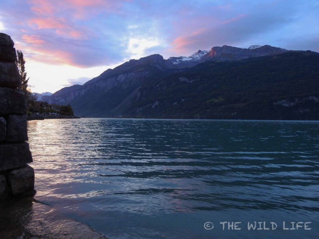 Where The Alps Dip Their Feet In The Lake Brienz, Switzerland - GLOBAL ...