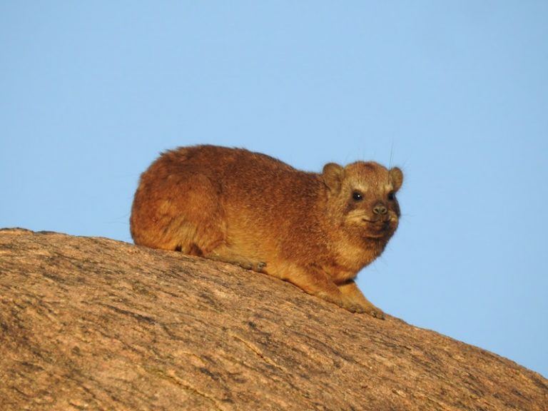 Best Camera For Safari And Wildlife Photography - GLOBAL GREY NOMADS